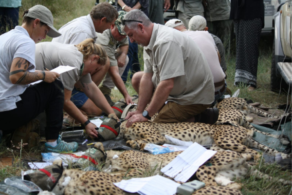 Home - Cheetah Outreach